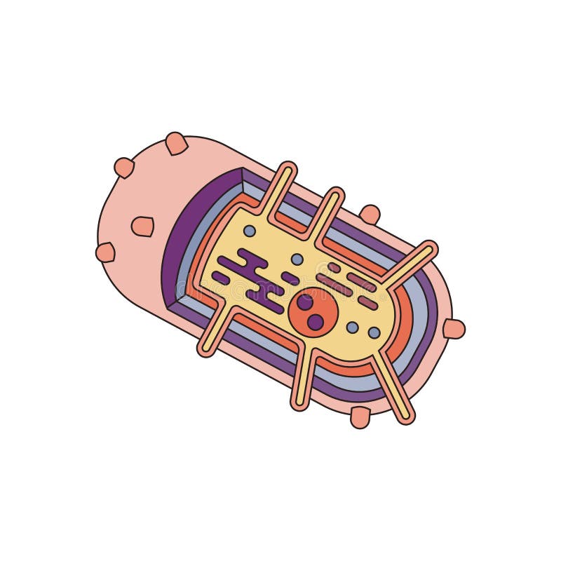 Bacteria cell structure stock vector. Illustration of diagram - 34659283 Bacteria cell structure stock vector. Illustration of diagram - 34659283