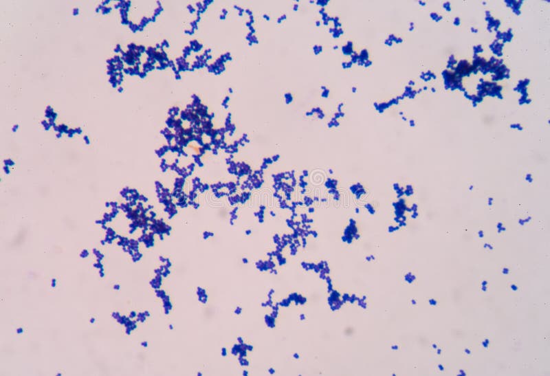 Bacteria cell stock photo. Image of graphic, isolated - 65633908