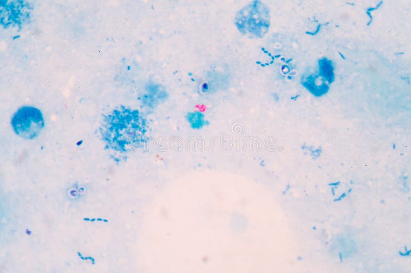 Structure Eukaryote Cell Diagram Stock Photos - Free & Royalty-Free ...