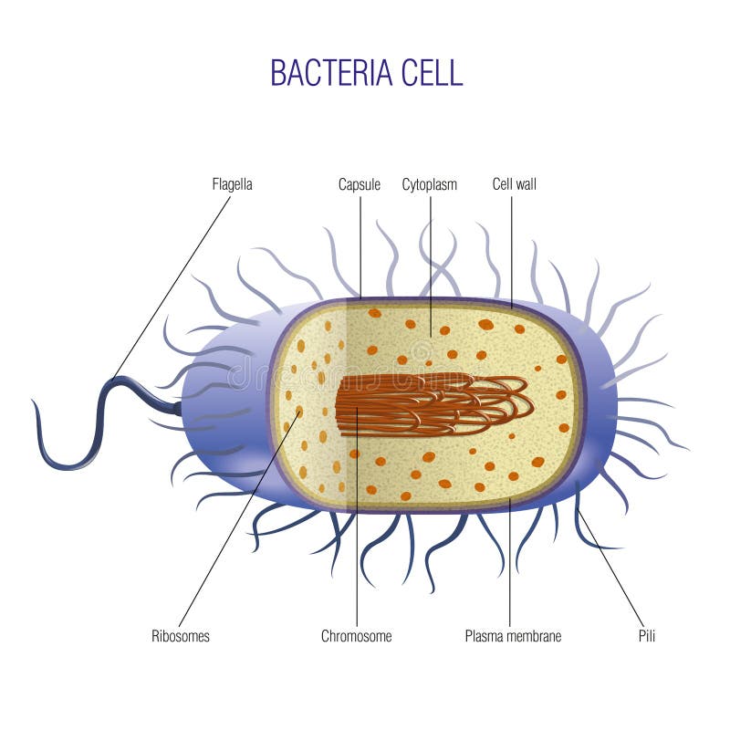 Bacteria cell stock vector. Illustration of away, engineering - 32819898 Bacteria cell stock vector. Illustration of away, engineering - 32819898