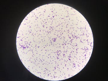 253 Probiotic Cell Stock Photos - Free & Royalty-Free Stock Photos from ...