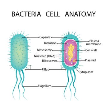 Bacteria Cell Structure Vector Illustration Stock Vector - Illustration ...