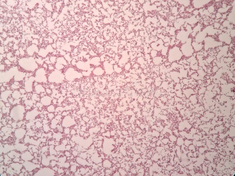 407 Organic Cells Under Microscope Stock Photos - Free & Royalty-Free ...