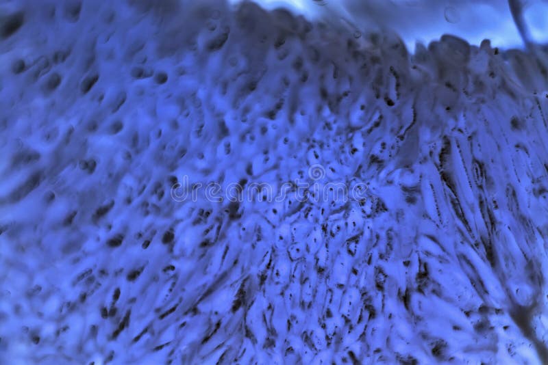 Bacteria or Cells Under a Microscope. Multiplication of Bacteria or ...