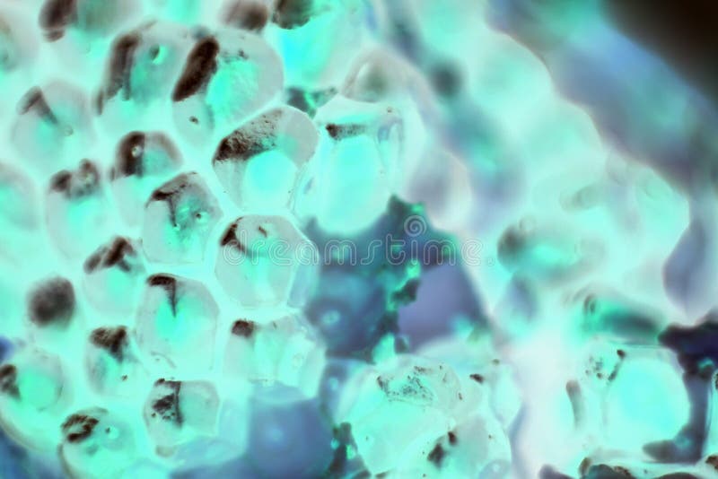 Bacteria or Cells Under the Microscope. Multiplication of Bacteria or ...