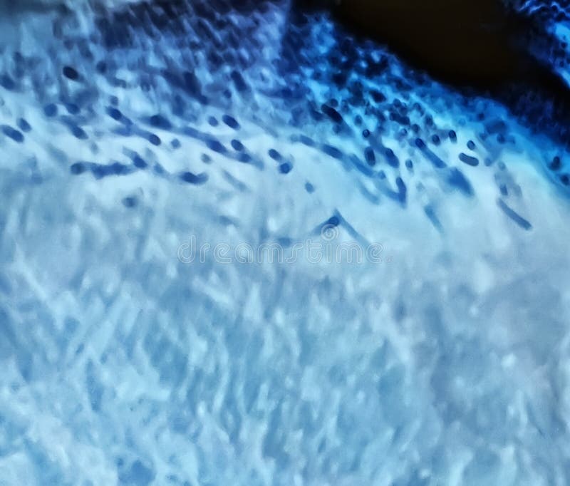 Bacteria or Cells Under the Microscope. Multiplication of Bacteria or ...