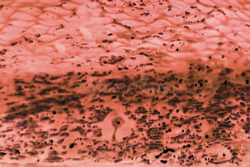 Bacteria or Cells Under a Microscope, Cells of the Virus Under Stock ...