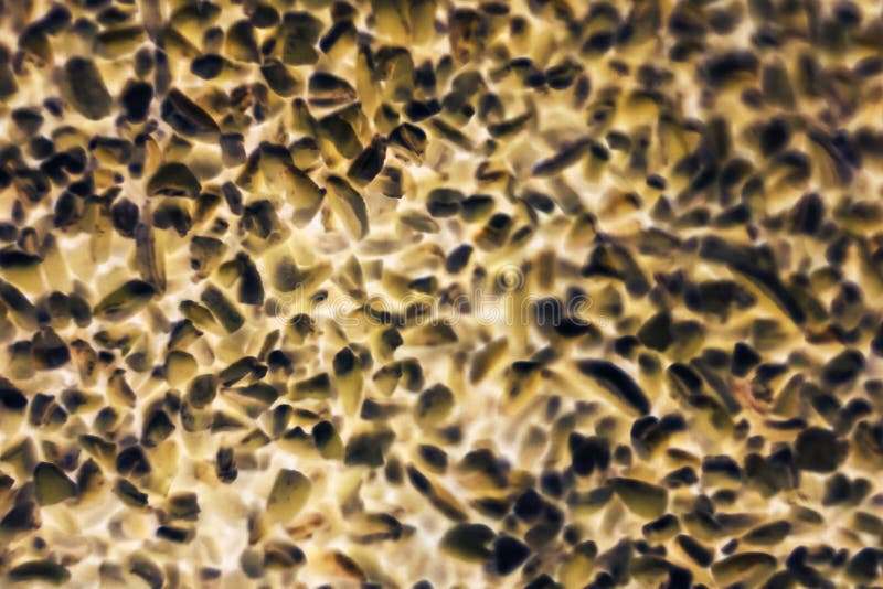 Bacteria or Cells Under a Microscope. Multiplication of Bacteria or ...