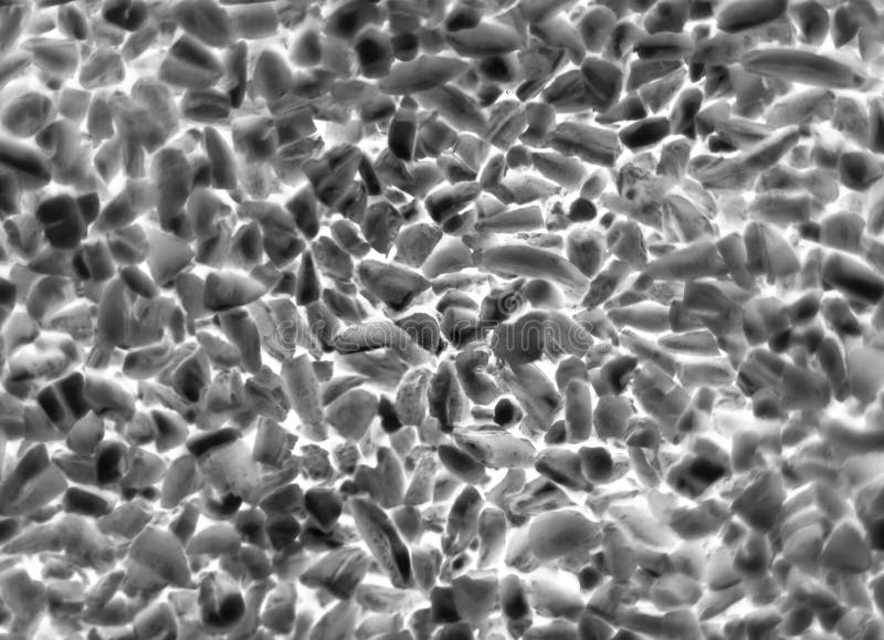 Bacteria or Cells Under a Microscope. Multiplication of Bacteria or ...