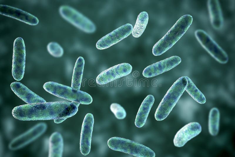 Bacteria Citrobacter, Gram-negative Coliform Bacteria from ...