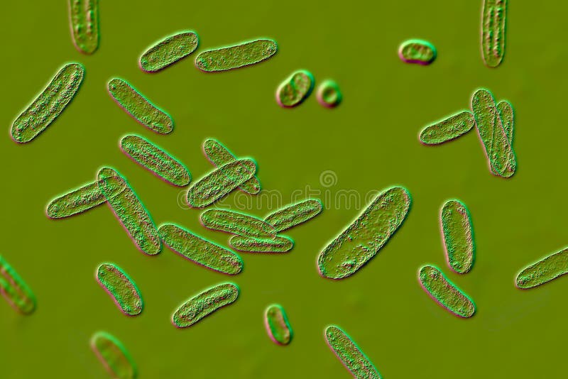 Bacteria Citrobacter, Gram-negative Coliform Bacteria from ...
