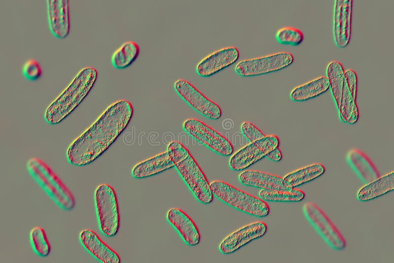 Bacteria Citrobacter, Gram-negative Coliform Bacteria from ...