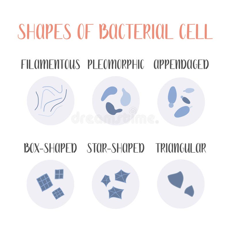 Pleomorphic Bacteria