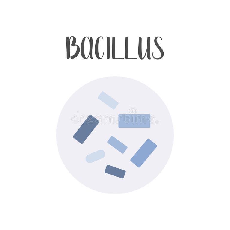 Bacillus. Bacteria Classification. Rod-shaped Shapes of Bacteria ...