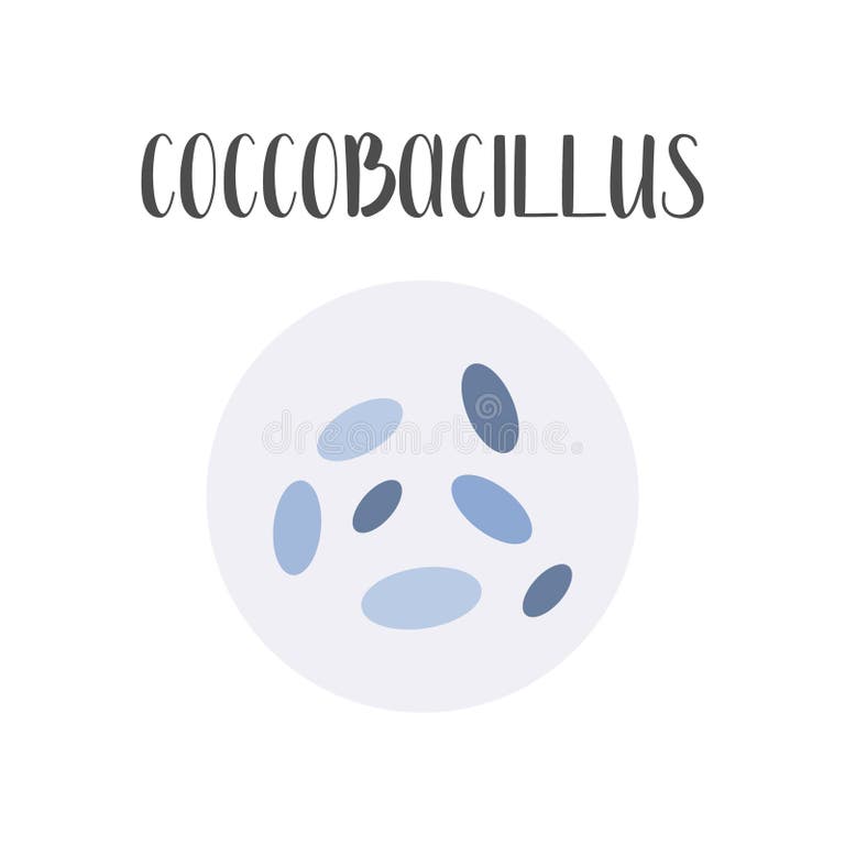 Coccobacillus Stock Illustrations – 245 Coccobacillus Stock ...