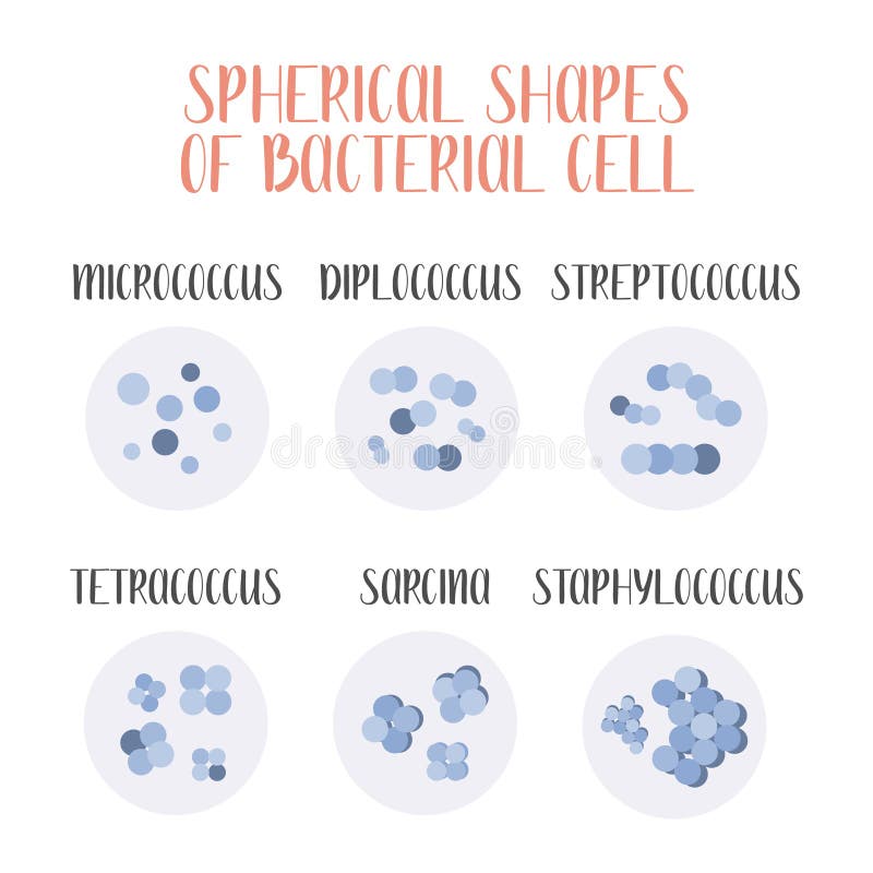Tetracoccus. Bacteria Classification. Spherical Shapes of Bacteria ... Tetracoccus. Bacteria Classification. Spherical Shapes of Bacteria ...