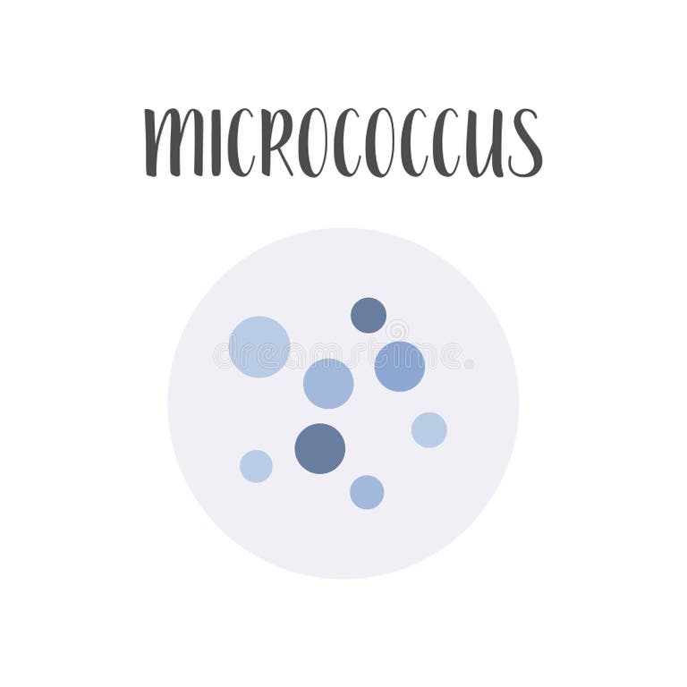 Micrococcus. Bacteria Classification. Spherical Shapes of Bacteria ...