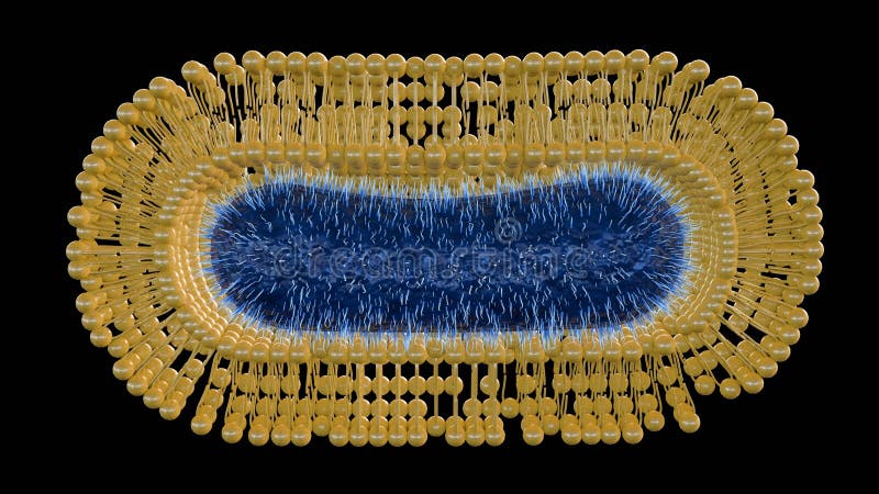 Bacteria are Coated with an Extra Self-assembled Lipid Membrane Stock ...