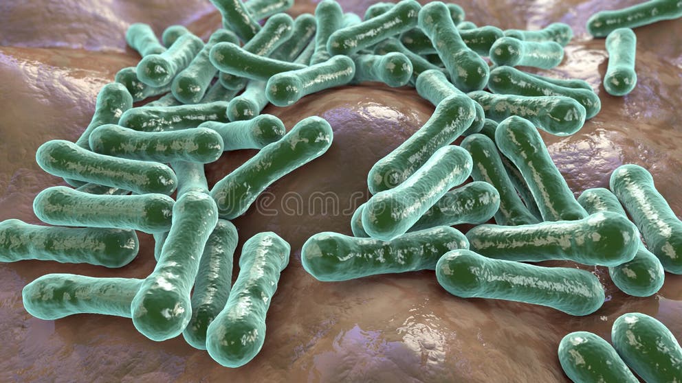Bacteria Corynebacterium Diphtheriae Stock Illustration - Illustration ...