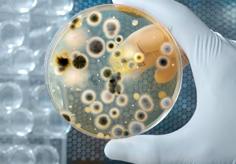 Bacteria Culture stock photo. Image of glove, laboratory - 10414268