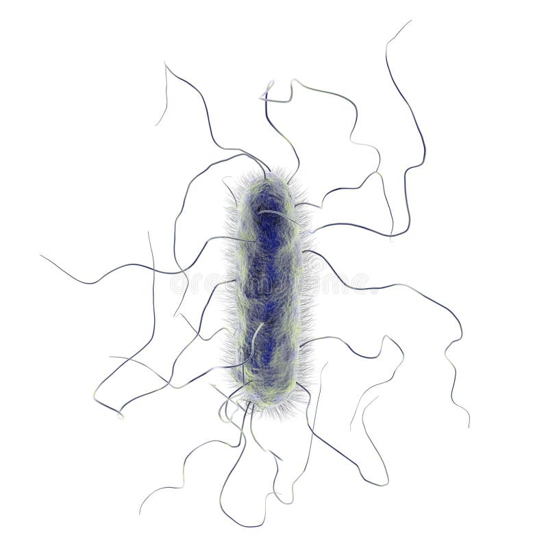 Bacteria Del Mirabilis Del Proteus Stock de ilustración - Ilustración ...