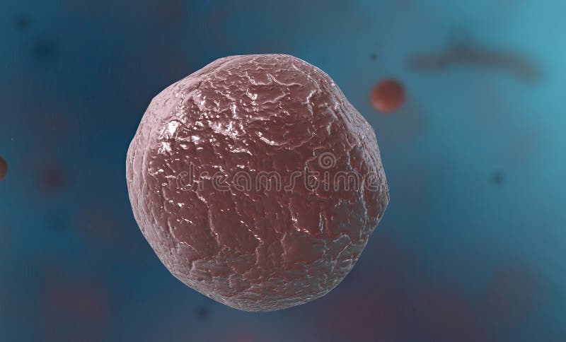 A Cocci are Any Bacteria or Archaeon that Have a Spherical, Oval, or ...