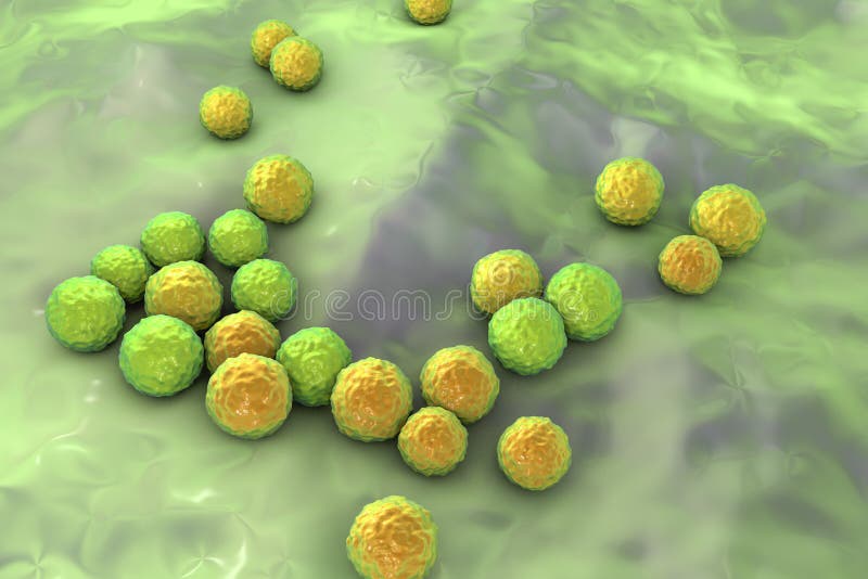 Bacteria Enterococcus, Illustration Stock Illustration - Illustration ...