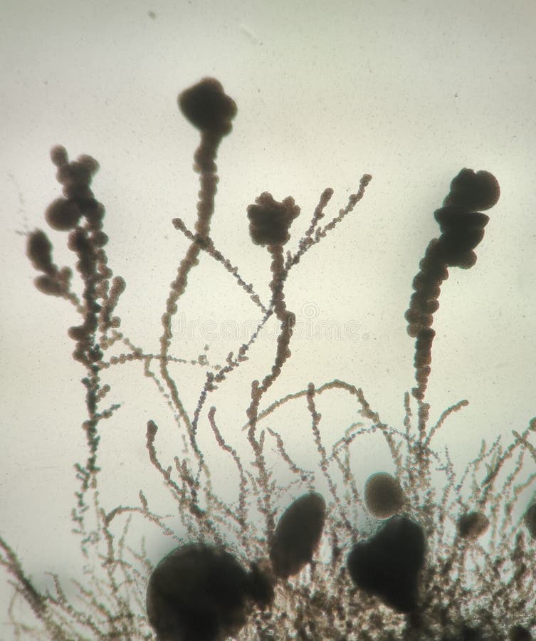 Fungi and Bacteria Under the Microscope Stock Image - Image of ...