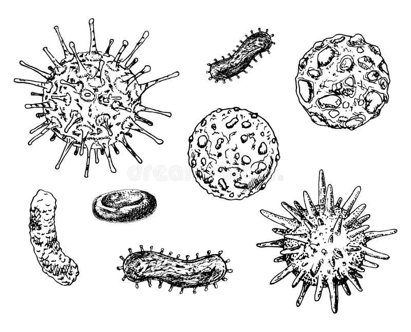 Spora Line Stock Illustrations – 21 Spora Line Stock Illustrations ...