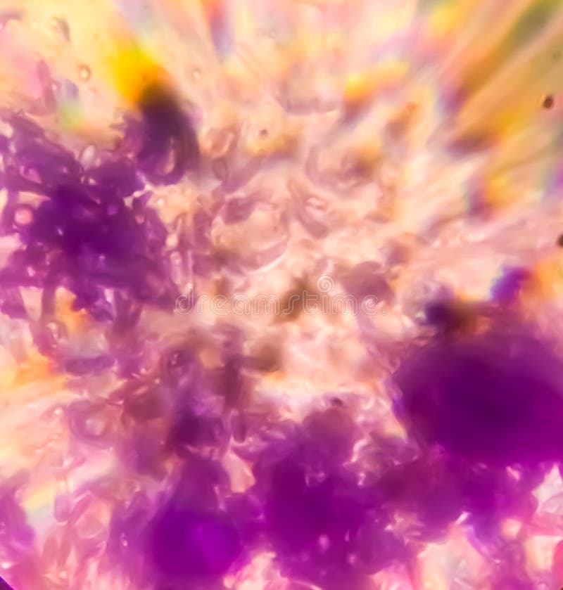 Bacteria Growing on an Agar Plate. Stock Image - Image of education ...