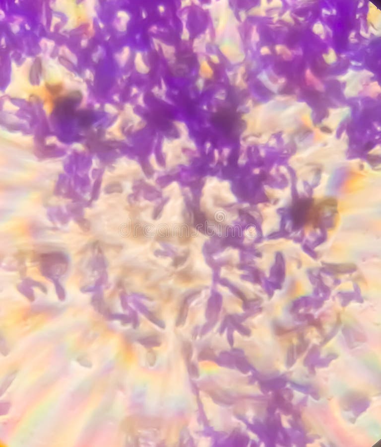 Bacteria Growing on Decaying Beet Stock Image - Image of microbiology ...