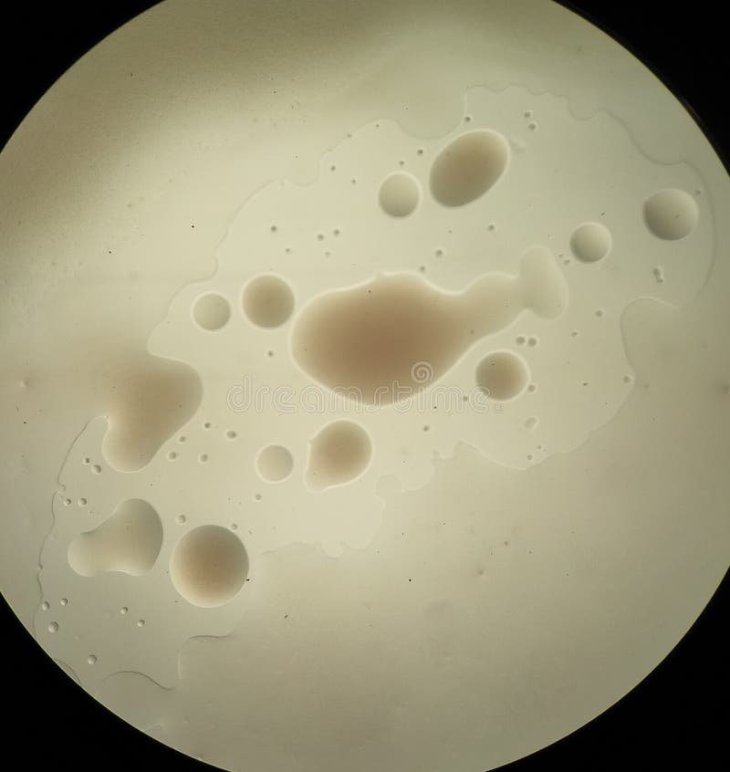 Microscopy of a Smooth Round Bacterial Colonies Stock Image - Image of ...