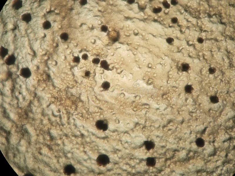 Microscopy of a Smooth Round Bacterial Colonies Stock Image - Image of ...