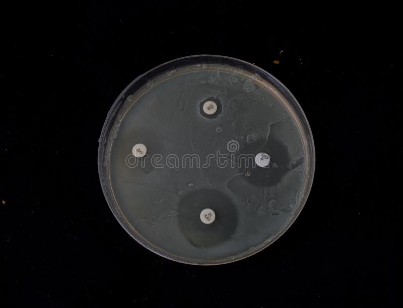 Antibiotic Disk Stock Photos - Free & Royalty-Free Stock Photos from ...