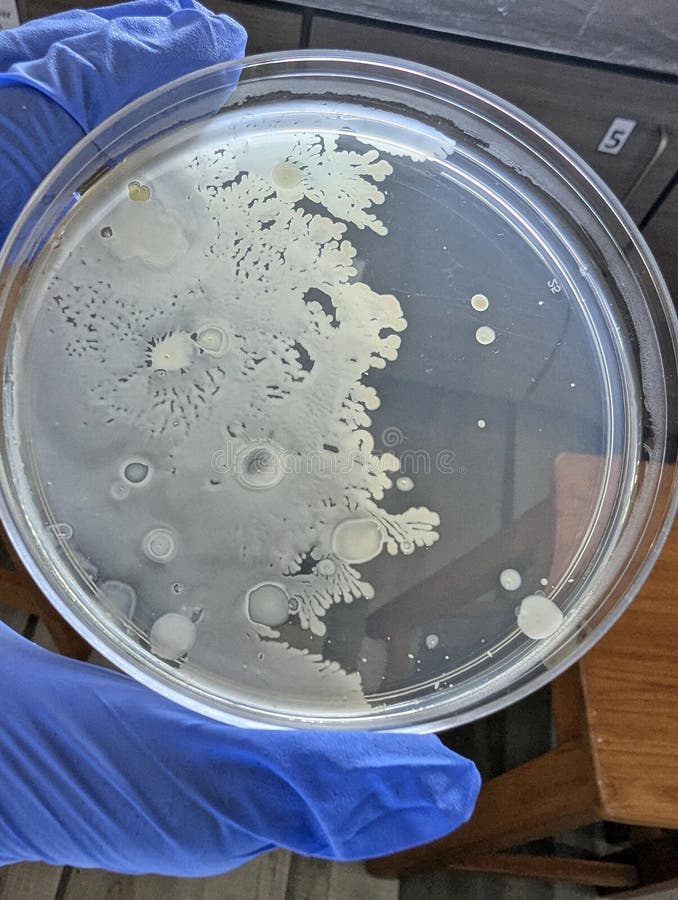 Assessment Colonies Stock Photos - Free & Royalty-Free Stock Photos ...