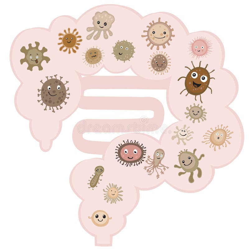 Intestine Microbiome Illustration Stock Illustrations – 1,182 Intestine ...