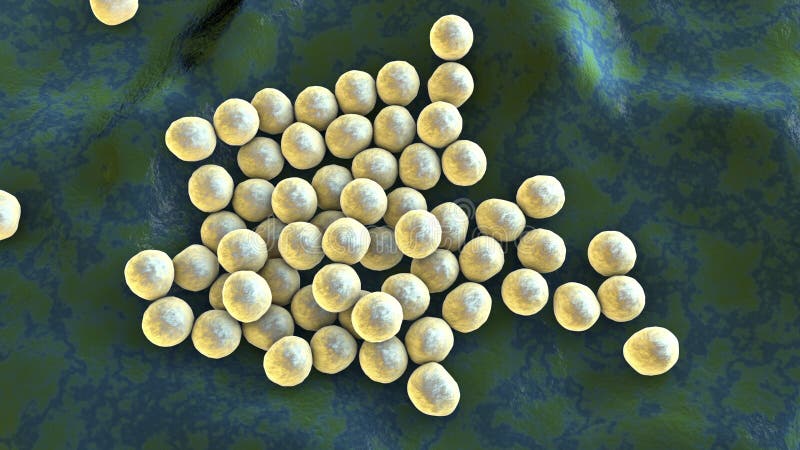 Bacteria Methicillin-resistant Staphylococcus Aureus MRSA Stock ...