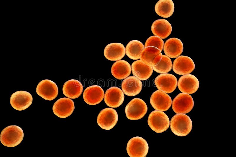Bacteria Methicillin-resistant Staphylococcus Aureus MRSA Stock ...