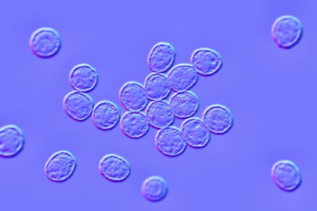 Bacteria Methicillin-resistant Staphylococcus Aureus MRSA Stock ...