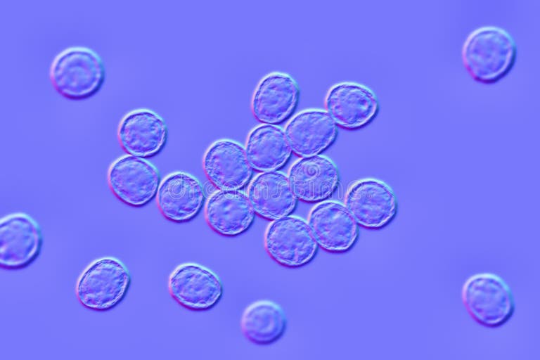 Bacteria Methicillin-resistant Staphylococcus Aureus MRSA Stock ...