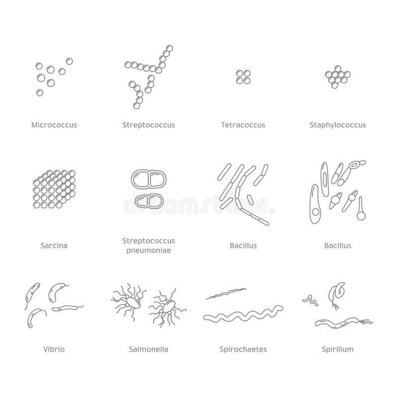 Morphology Bacteria Stock Illustrations – 815 Morphology Bacteria Stock ...