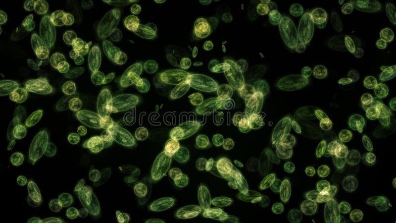 Bacteria Microorganisms Microscope Close Up Stock Illustration ...