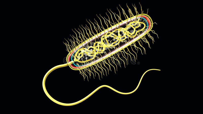 Bacteria or Microscopic Organisms Stock Illustration - Illustration of ... Bacteria or Microscopic Organisms Stock Illustration - Illustration of ...