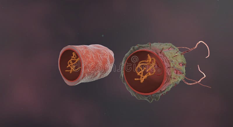 Bacteria are Small Single Celled Organisms Stock Illustration ...