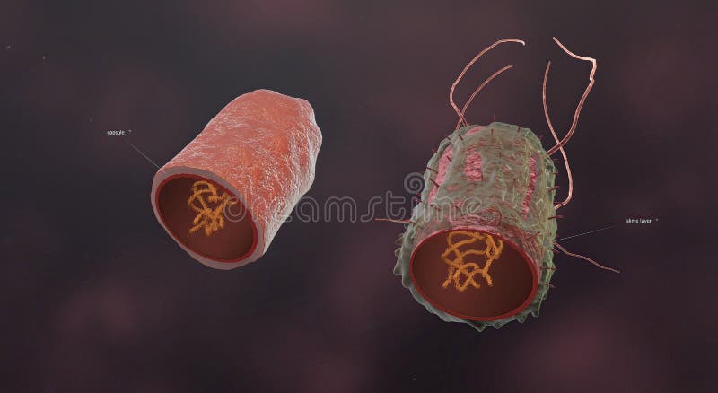Bacteria are Small Single Celled Organisms Stock Illustration ...