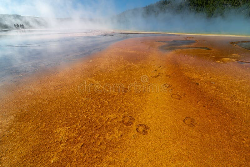 Footprints, Bacteria and Mud Formations, Yellowstone National Park ...