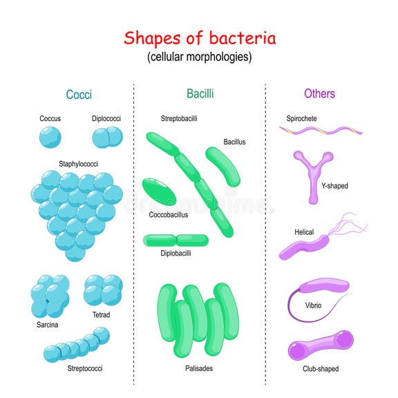 Bacteria Shape. Cell Morphology Stock Vector - Illustration of ...