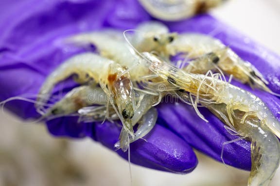 Bacteria in Shrimp in the Laboratory. Stock Image - Image of chemistry ...