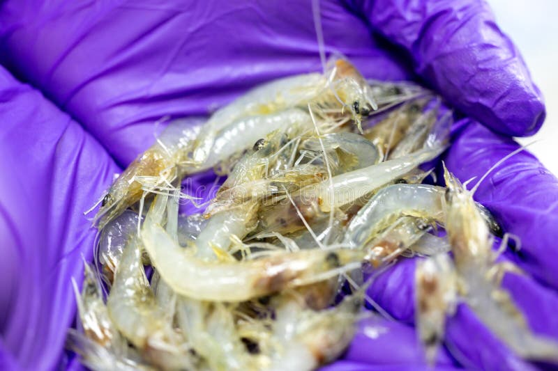 Bacteria in Shrimp in the Laboratory. Stock Image - Image of spread ...