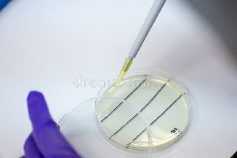 Bacteria in Shrimp in the Laboratory. Stock Photo - Image of pipette ...